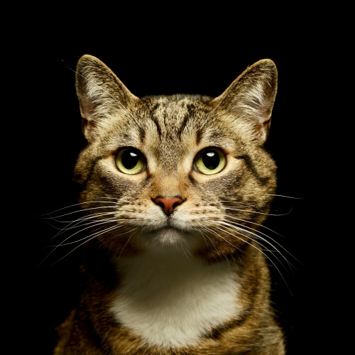 Veterinary Care For Cats In Columbus, GA | VETsmart Animal Hospital